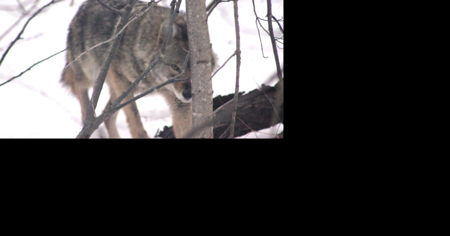 MAP: Caledon, Orangeville, Dufferin coyote sightings — what to do if ...