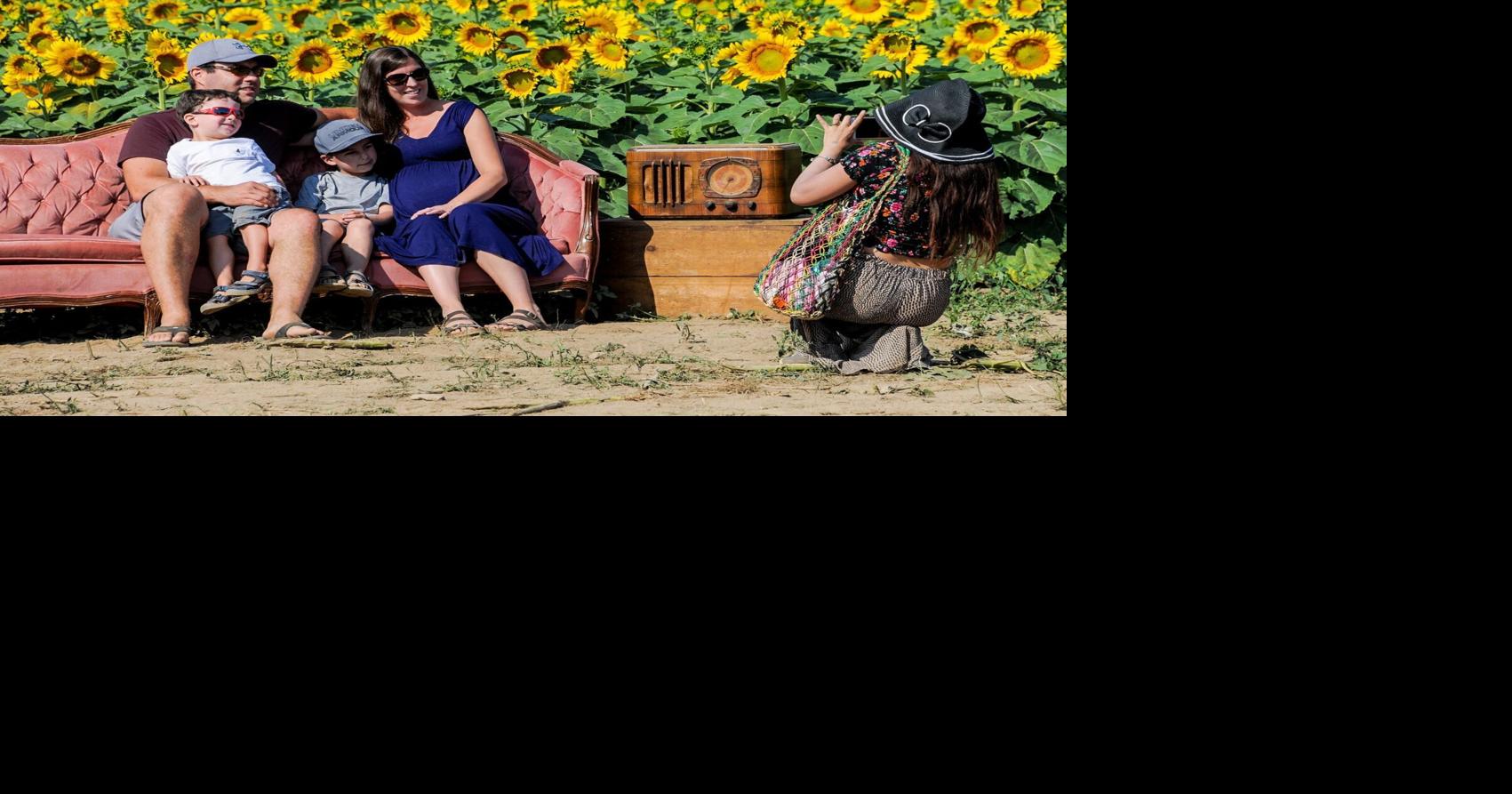 Everything you need to know about visiting the Caledon Sunflower ...