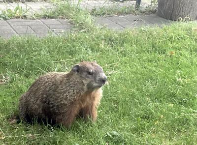 5 fun facts about Groundhog Day