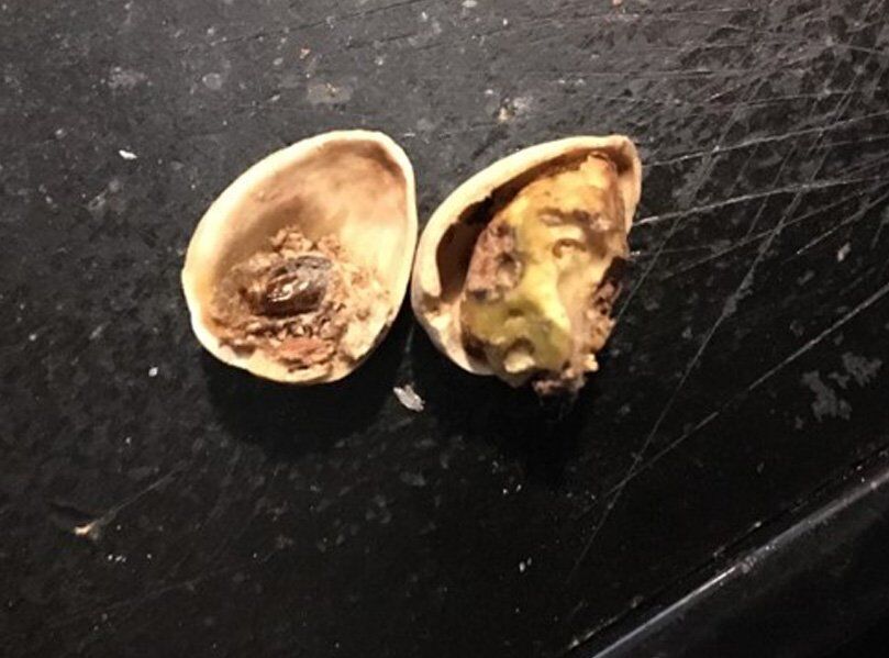 Bolton man finds bugs in Walmart and Costco pistachios