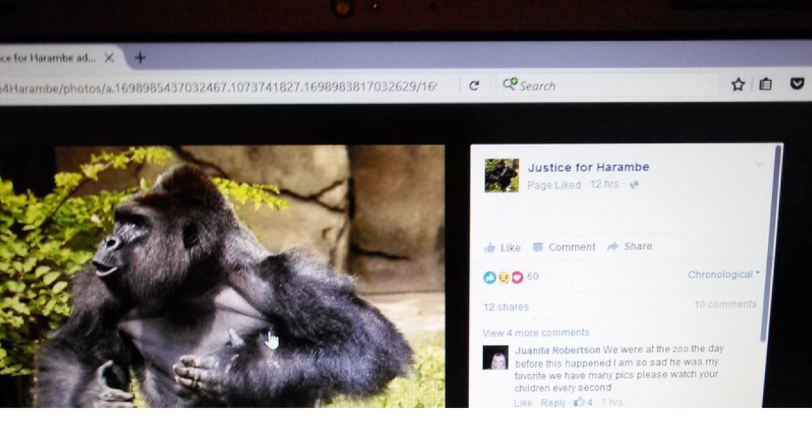 Is it sad that Harambe had to die? Yes. But this is parent shaming at ...