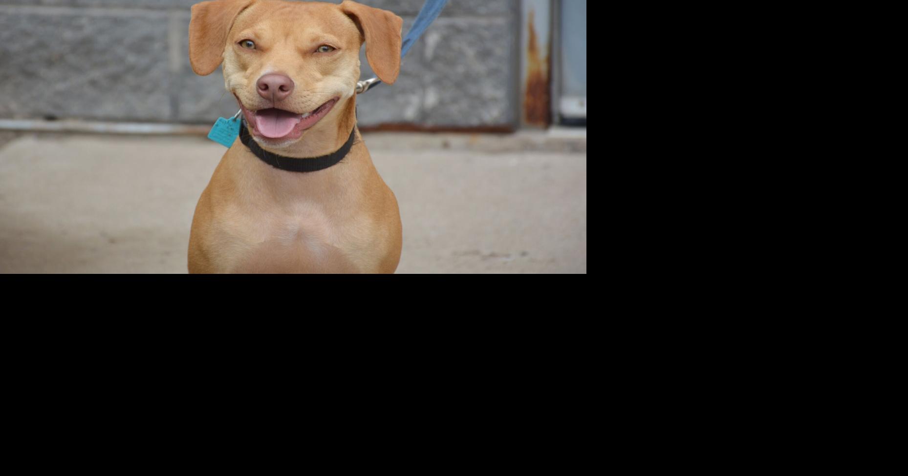 Caledon Animal Services holding pet adoption pop-up events