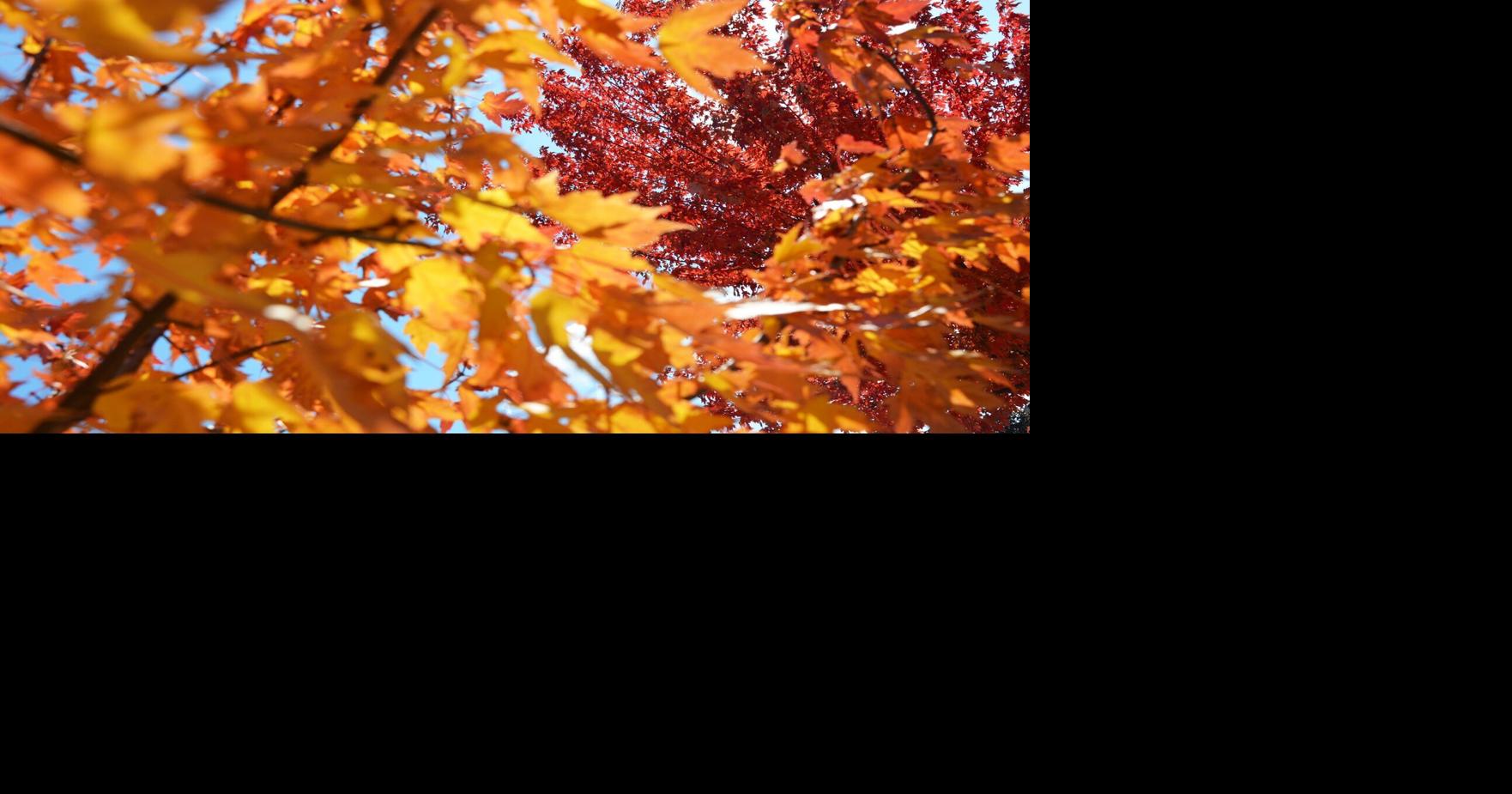 DID YOU KNOW? You can track fall colour foliage reports with this ...