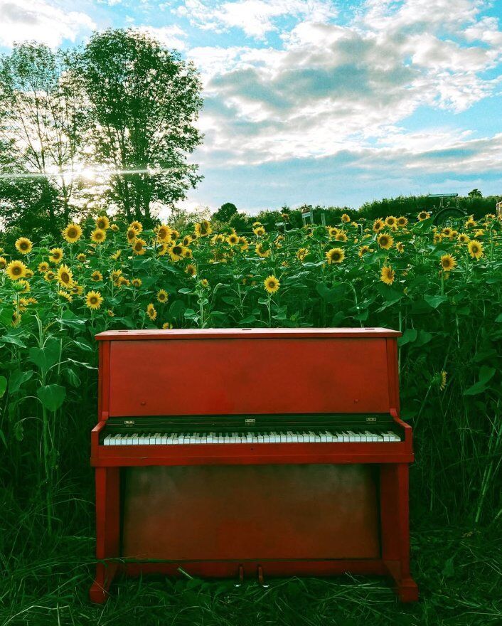 Summer magic awaits at sunflower farms in and around Caledon
