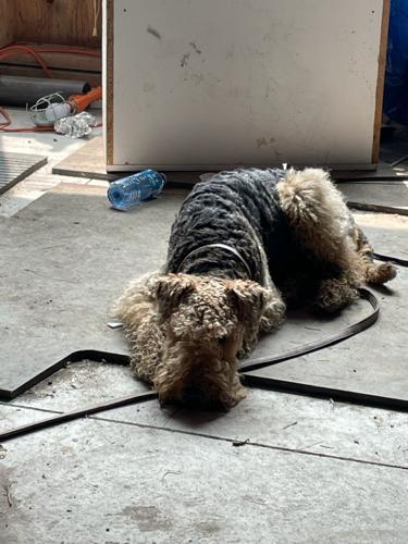 Community comes together to help lost dog