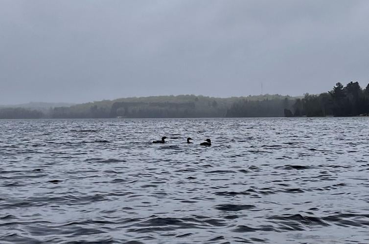 Discover beginner paddling route on Oxtongue Lake