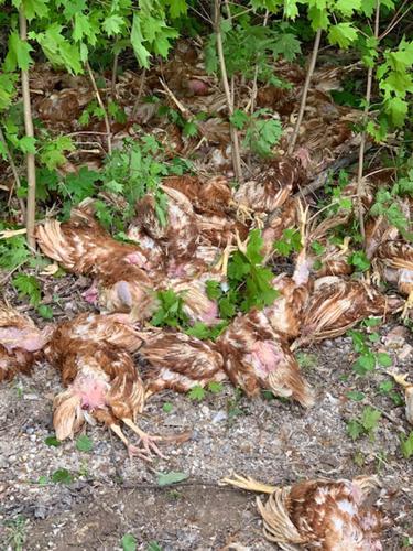 ‘Cruelest thing I’ve ever seen in my life’: Up to 200 dead chickens ...