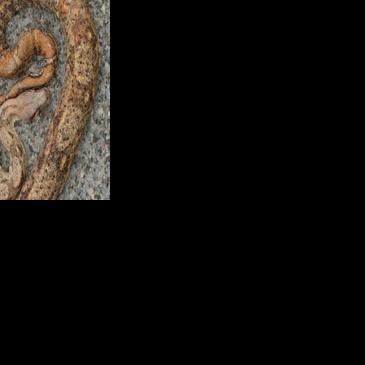 Abandoned snakes found by ditch near Orangeville