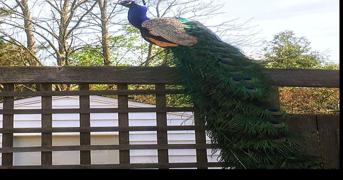 Fugitive peacock has become a mascot to Cambridge neighbourhood