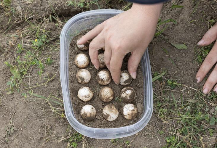 Warm weather sparks turtle rush across Waterloo Region