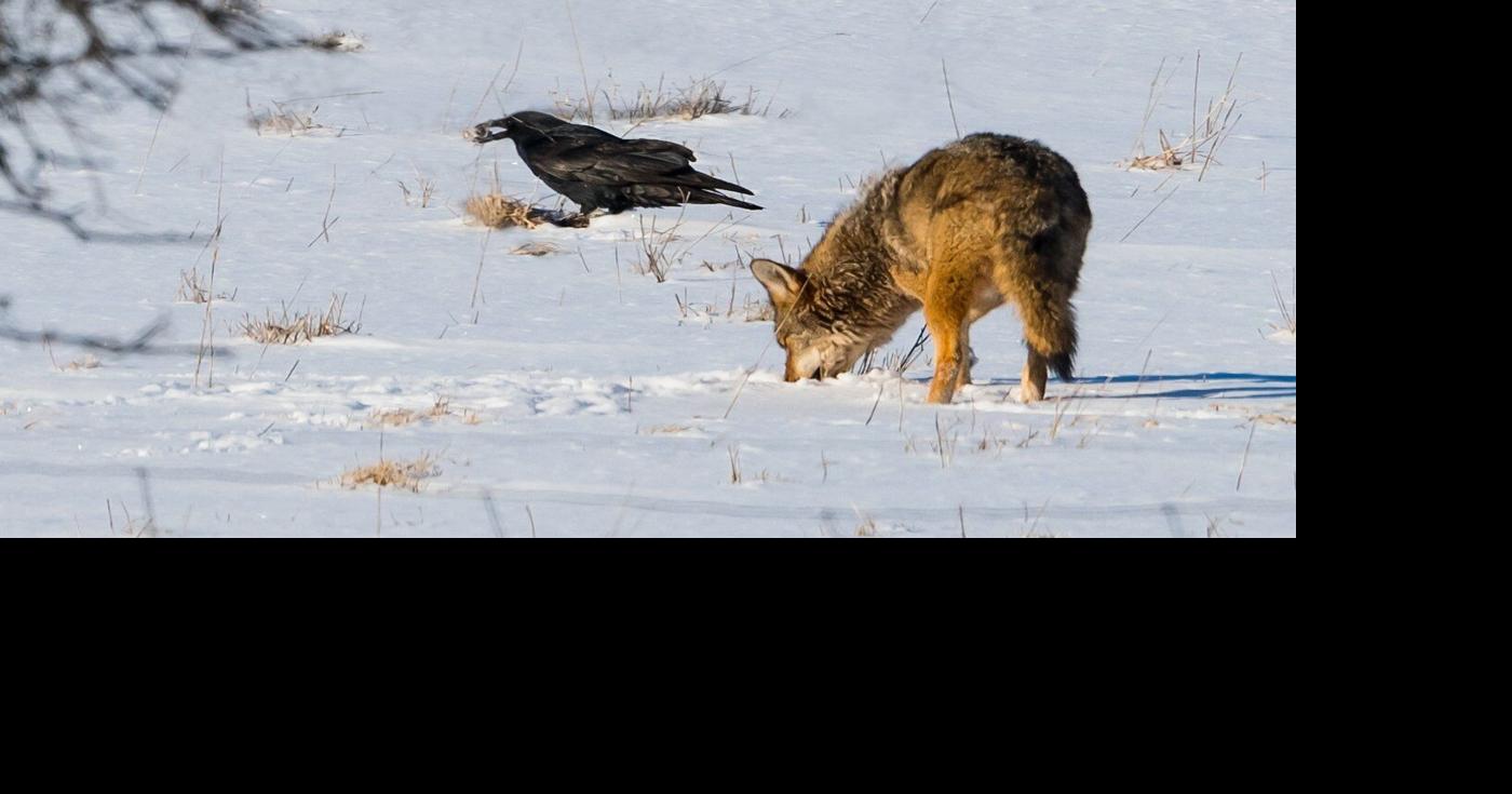 Be cautious of coyotes, warns Animal Services Cambridge