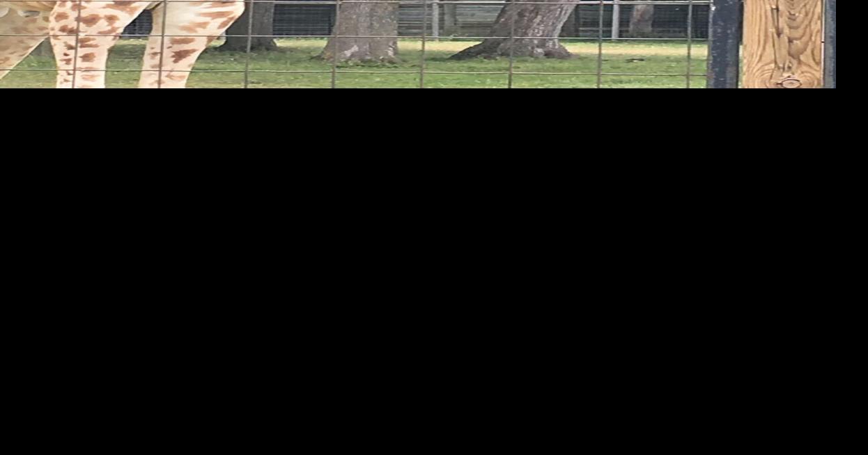 PETA claims Bowmanville Zoo staffer repeatedly shot a BB gun at giraffe
