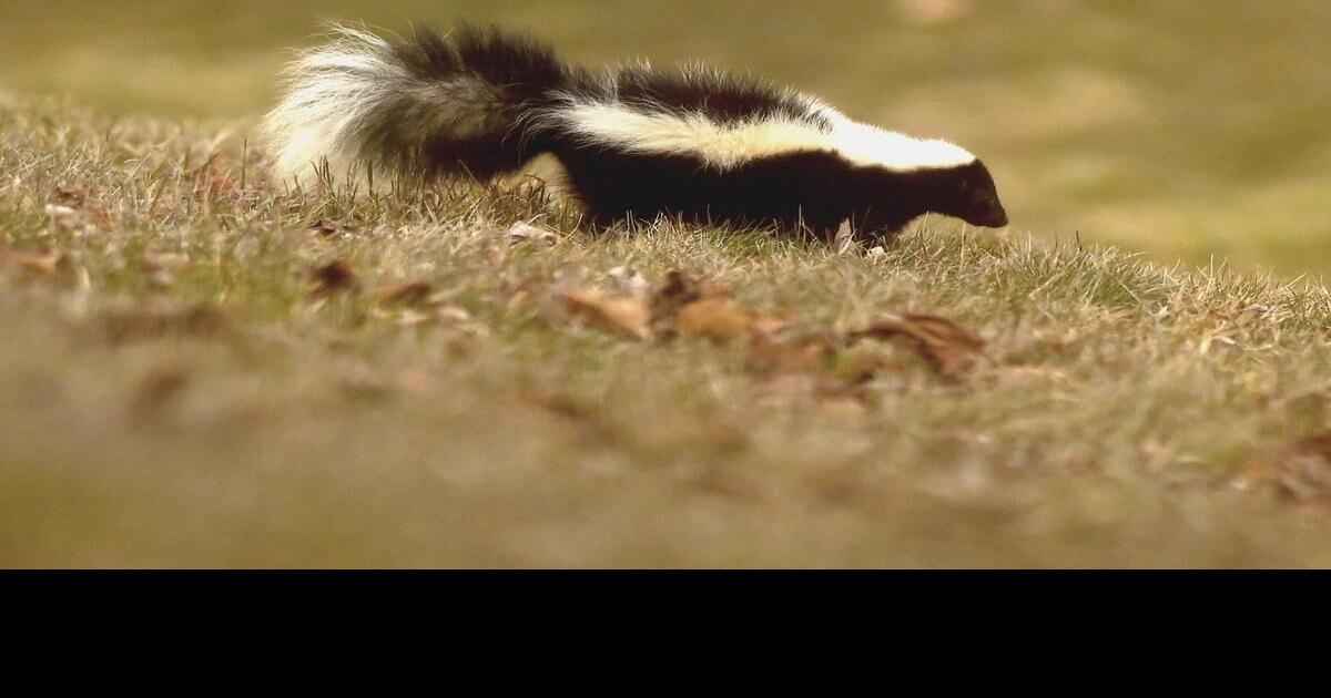 Skunk tests positive for rabies in Cambridge