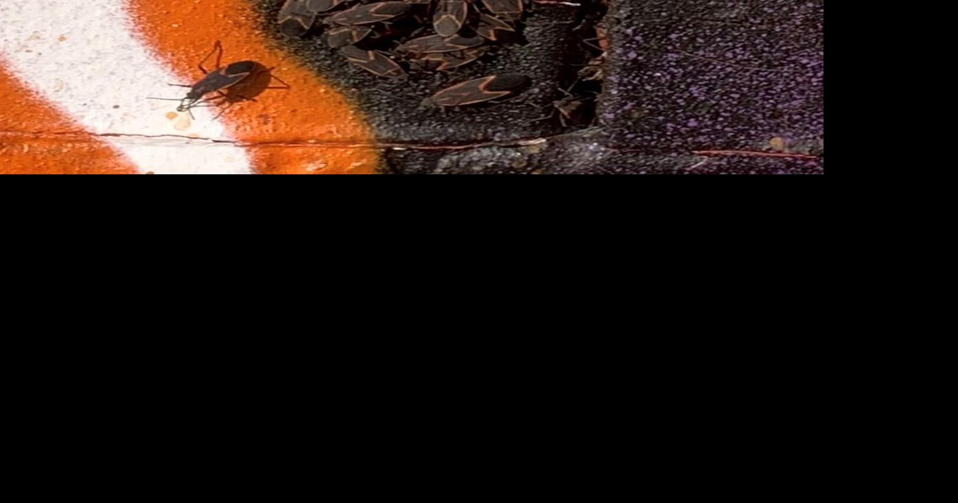‘An invasion of bugs with red wings’: Stinky boxelder bugs will not ...