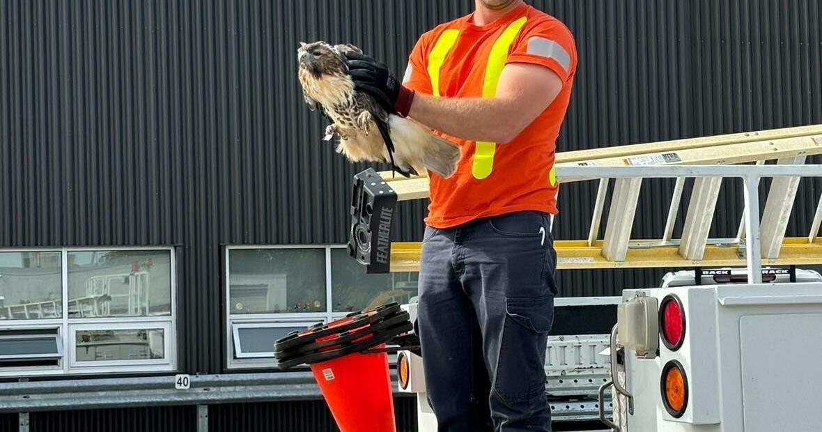City worker helps injured hawk but bird could not be saved