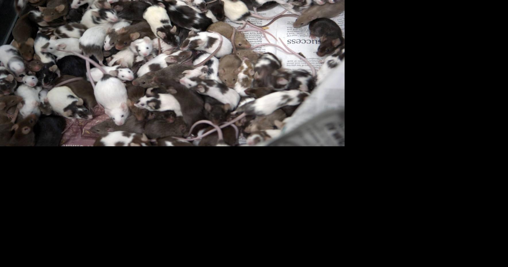 Cambridge, Guelph on new list of ‘rattiest’ cities