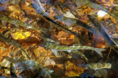 Tales From Granny Squannit: Spring Herring Are Winking | Columns ...