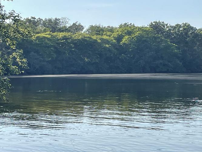 Mashpee-Wakeby Pond Beech Trees Suffer Blight | Mashpee News | capenews.net