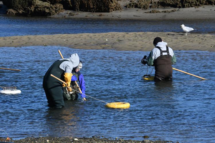Shellfish Season Opener Brings A Crowd To Mill Creek | Sandwich News ...