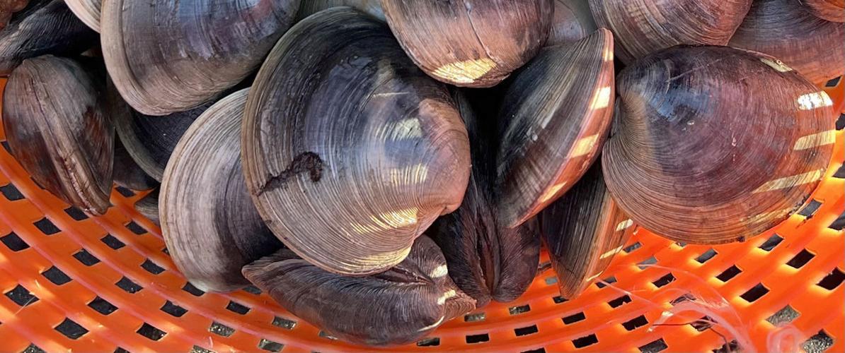 Quahogging The Bottom: Large Clams Cramping Mashpee Shellfish ...