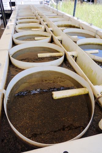 Mashpee Shellfish Warden Looks To Reenvision Aquaculture Program ...