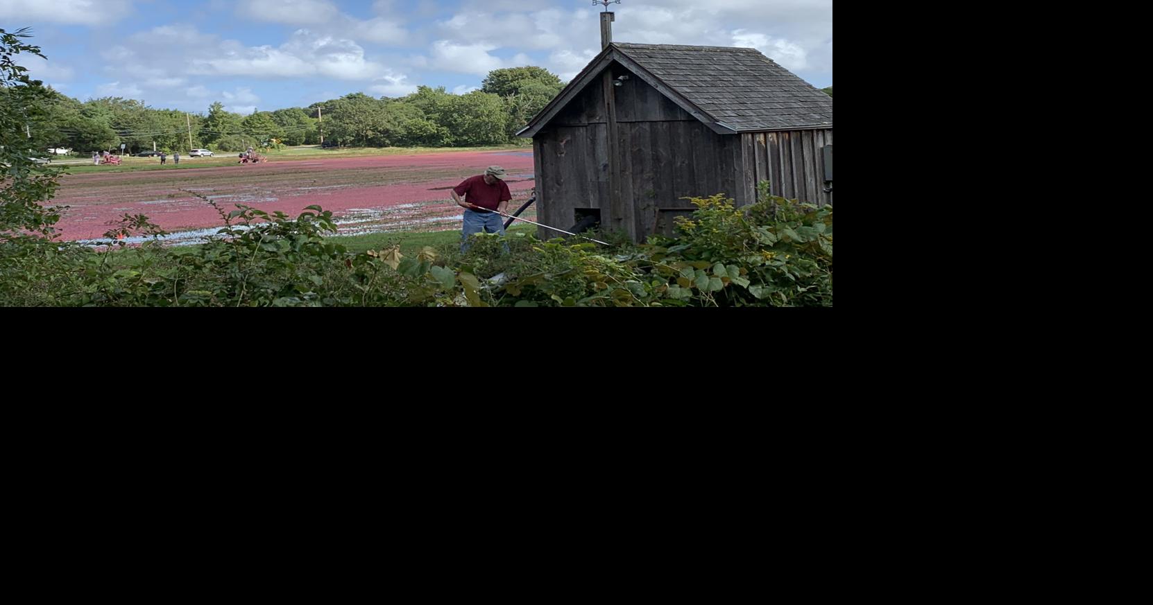 Weekly Nature Watch: Here Comes Fall | Columns | capenews.net
