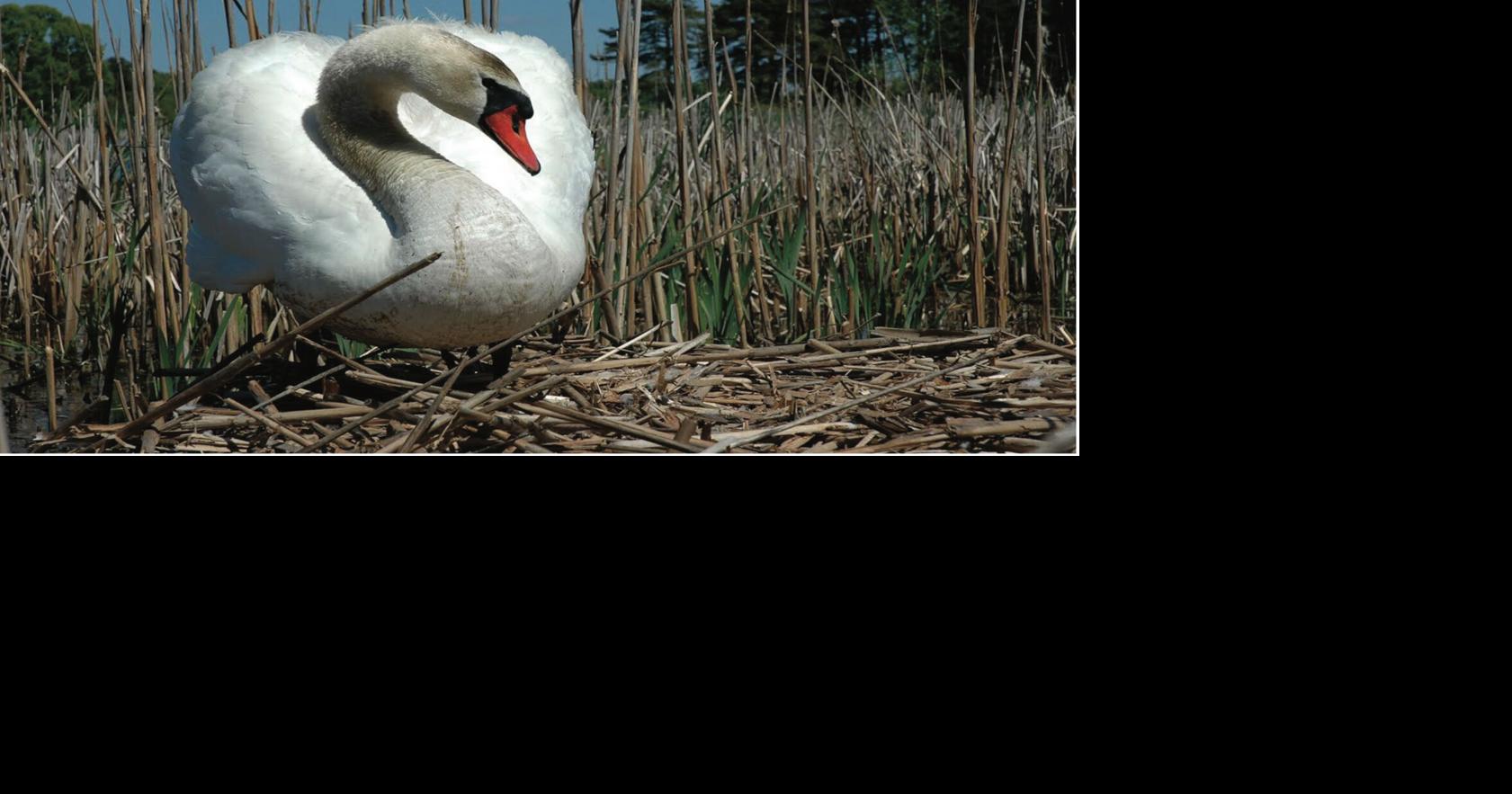The Fine Print: On The Cusp Of A Mute Swan Problem | Columns | capenews.net