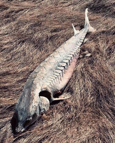 Rare Atlantic Sturgeon Found Washed Up In Sandwich Salt Marsh ...