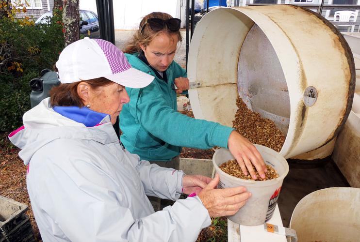 Quahogs Put To Work For Wastewater Management In Mashpee | Mashpee News ...