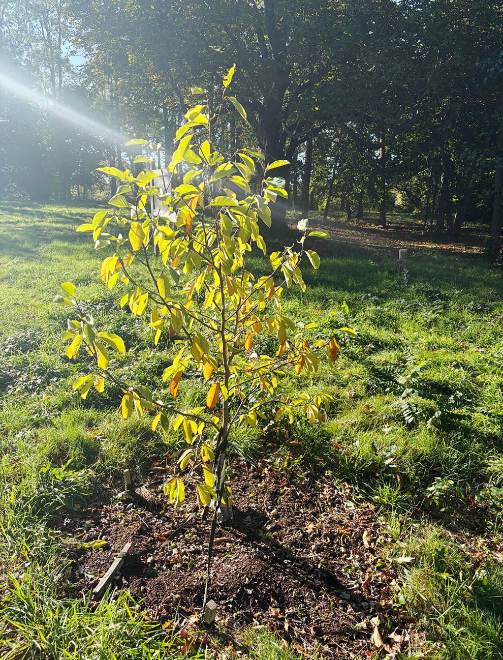 Yellow Magnolia: Jeanne MacLaren | Sandwich News | capenews.net