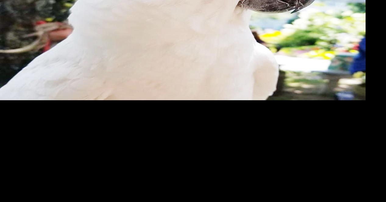 Natural History Museum Presents Amazing Animals | Arts & Entertainment ...