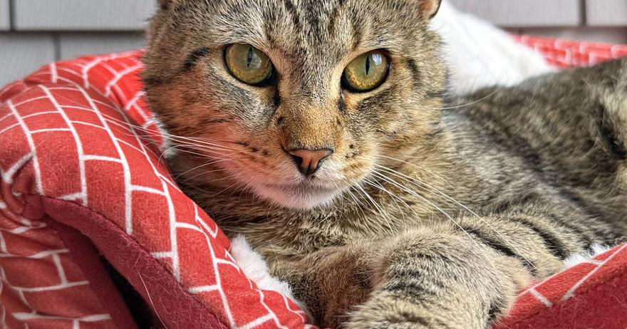 People for Cats - May 8, 2026 | Columns | capenews.net
