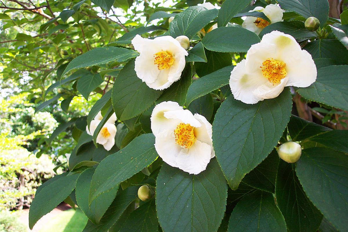 Down To Earth: Stewartia Trees Are Aristocrats Of The Garden | Columns ...