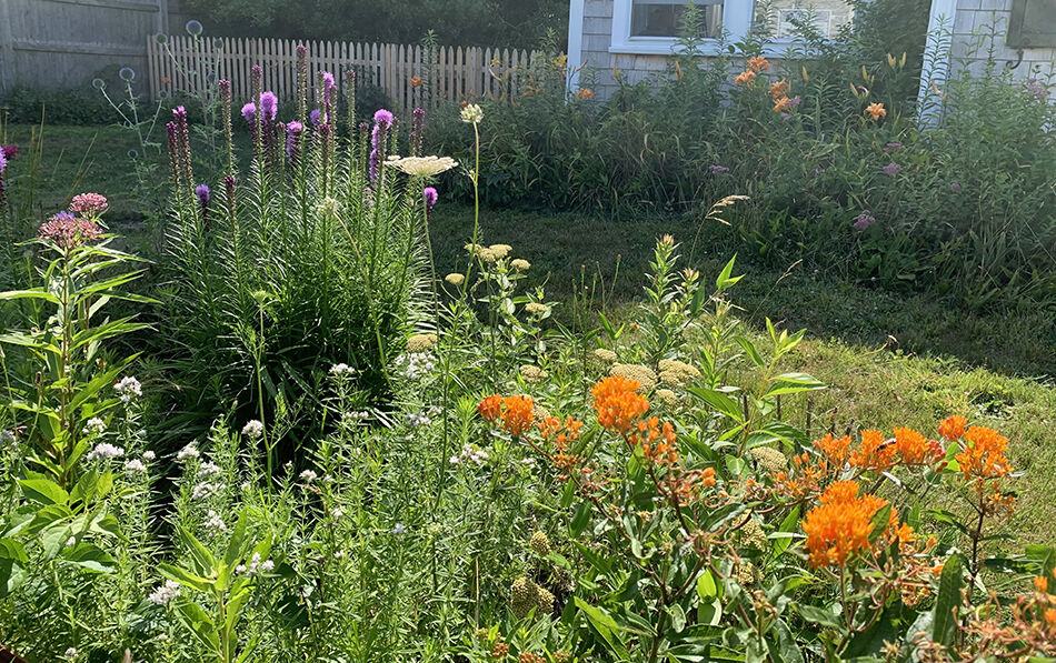 Nature Watch: Chaos In The Garden | Columns | capenews.net