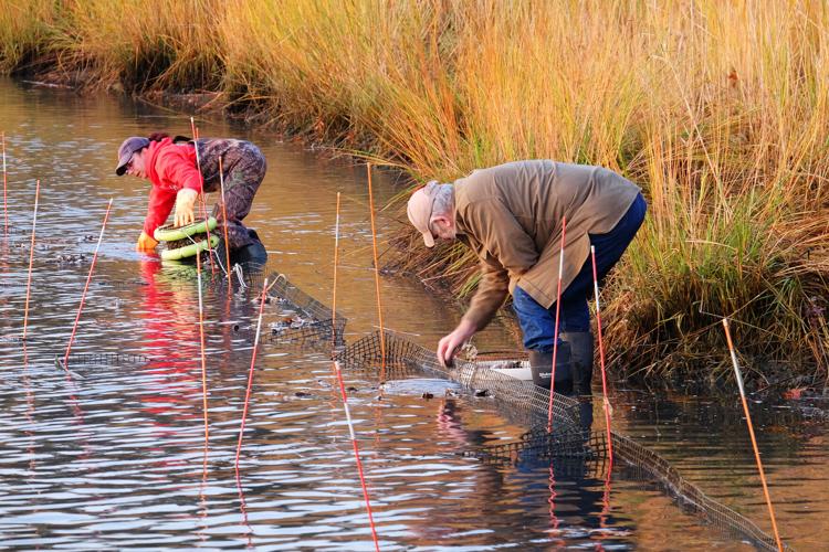 PHOTOS: Mashpee Shellfishing First Day | Mashpee | capenews.net