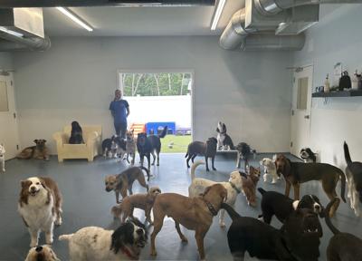 Cape Cod Dog Center Celebrates 10 Years July 13 | Police | capenews.net