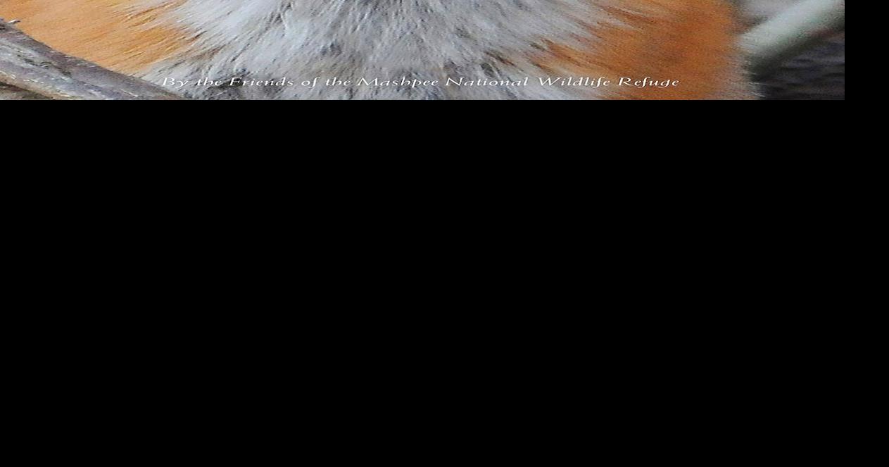 History Of Mashpee Wildlife Refuge Told With Booklet, Trail Map Release ...