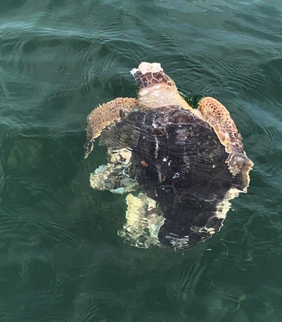 Loggerhead Sea Turtles Killed By Vessel Strikes | Bourne News ...