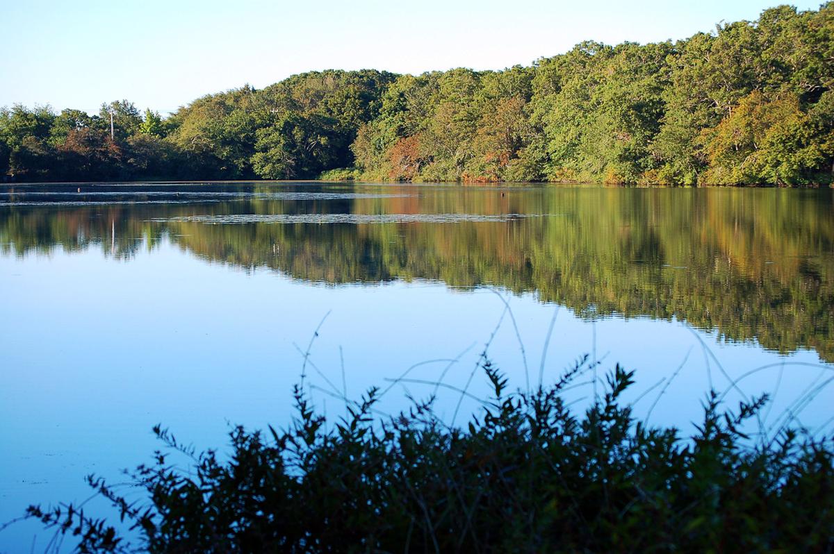 Cause Of Algal Blooms In Mill Pond Unknown | Falmouth News | capenews.net
