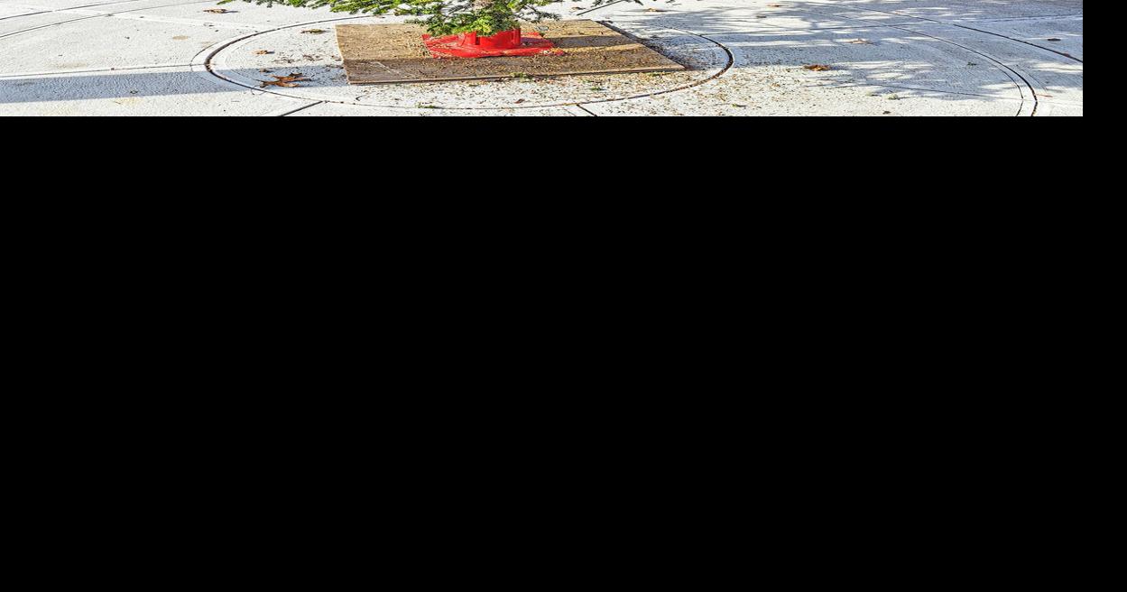 Mashpee Community Park Tree Lighting Is December 7 | Mashpee Briefs ...