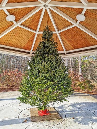 Mashpee Community Park Tree Lighting Is December 7 | Mashpee Briefs ...