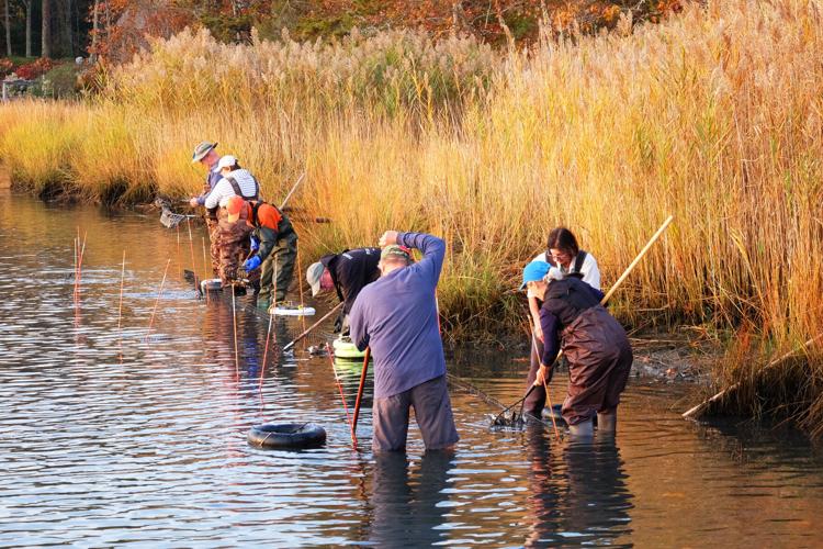 PHOTOS: Mashpee Shellfishing First Day | Mashpee | capenews.net