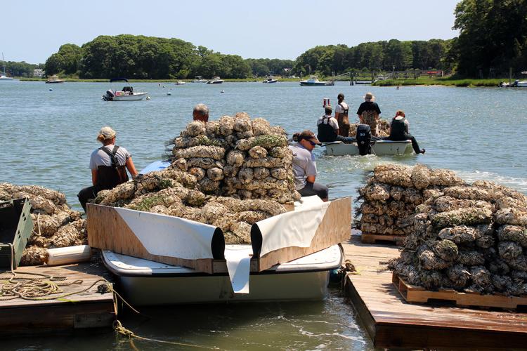 The Shellfish Arrive | Mashpee News | capenews.net