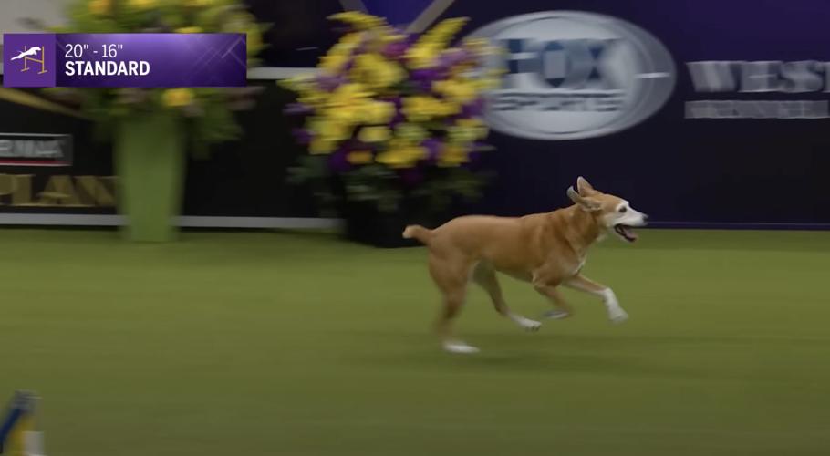 Tess Sets Personal Best At Westminster Dog Show | Mashpee Briefs ...