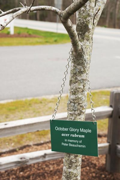 Sandwich Tree Warden Wants To Plant More Trees | Sandwich News ...