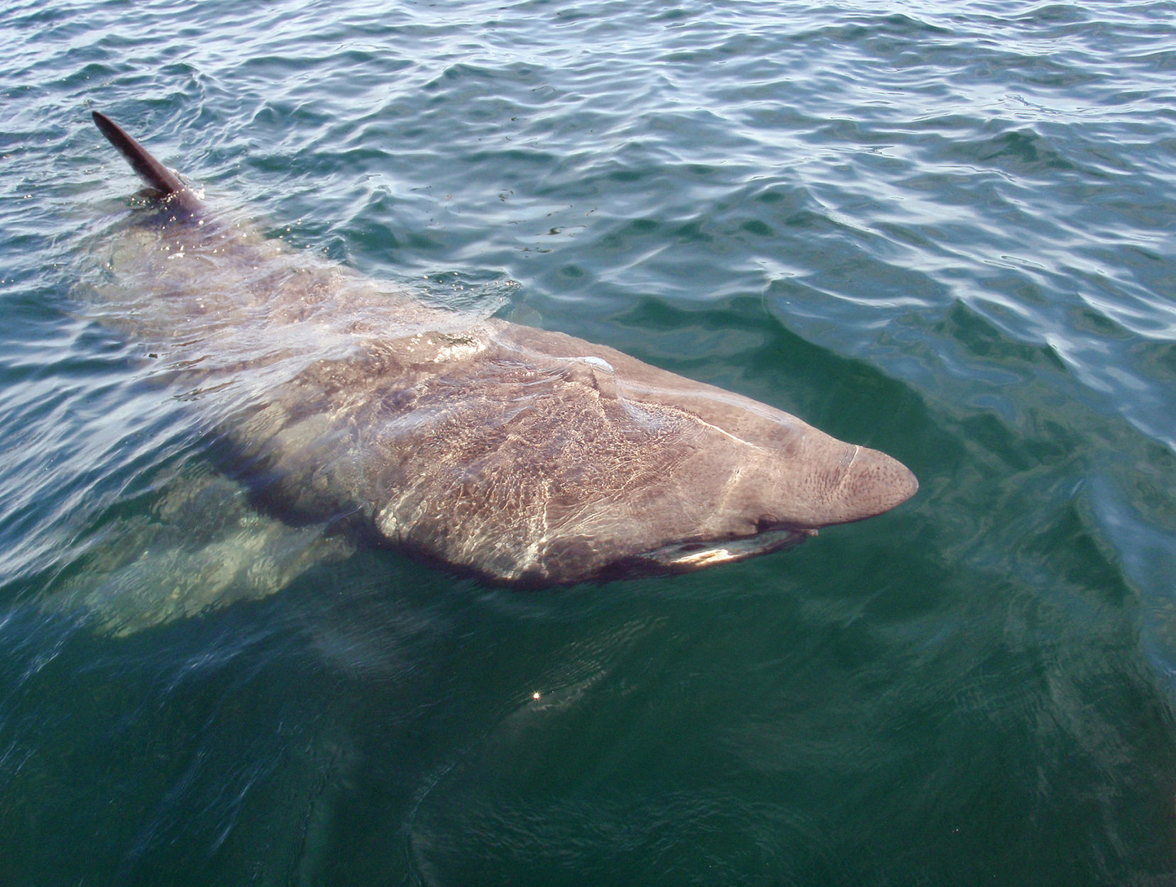 basking shark stranded cape cod