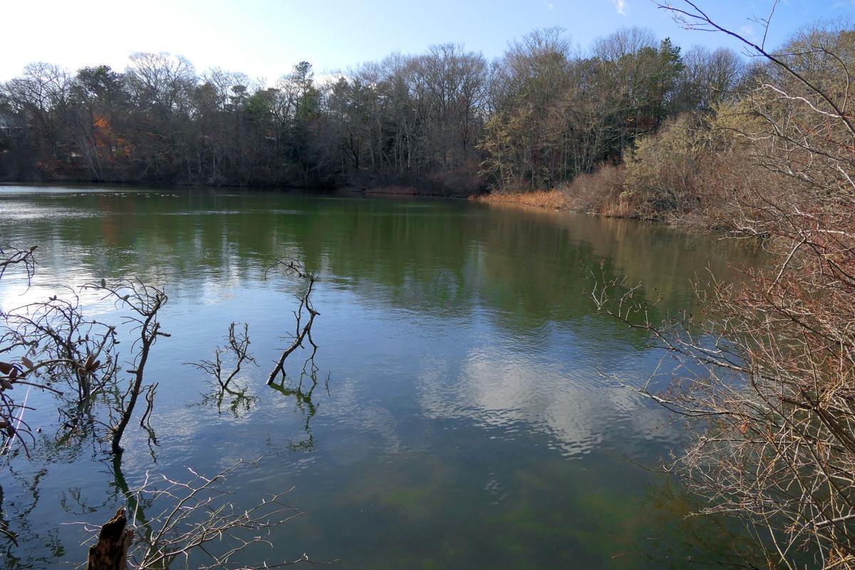 Mashpee Plans To Intensify Cleanup Of Santuit Pond | Mashpee News ...