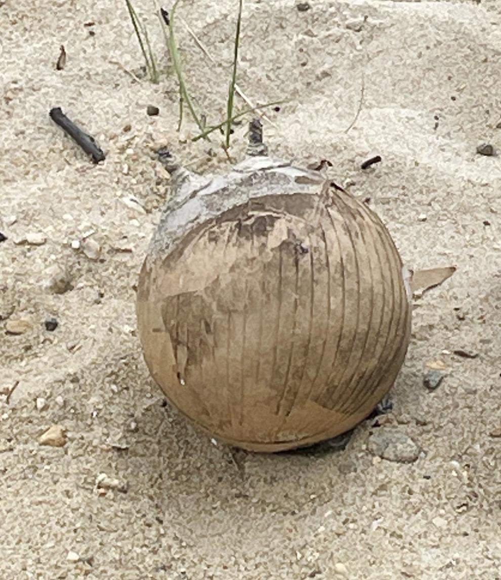 State Diffuses Unexploded Firework Found On Falmouth Beach | Falmouth ...