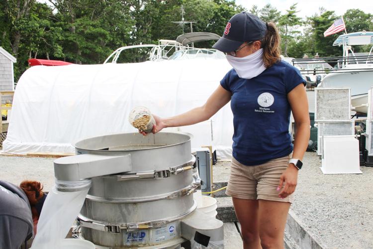 11 Million Quahogs, 1,000 Bags Of Oysters Will Challenge Pollution In ...