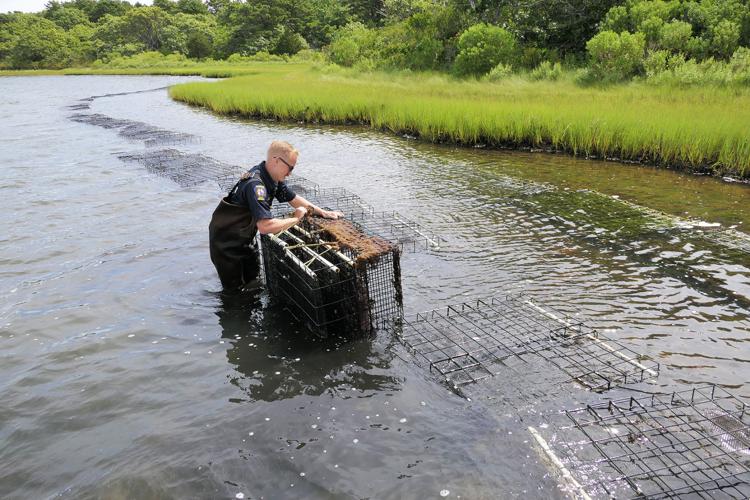 Mashpee Shellfish Warden Looks To Reenvision Aquaculture Program ...